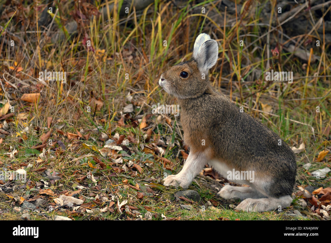 Snowshoe Hare Summer