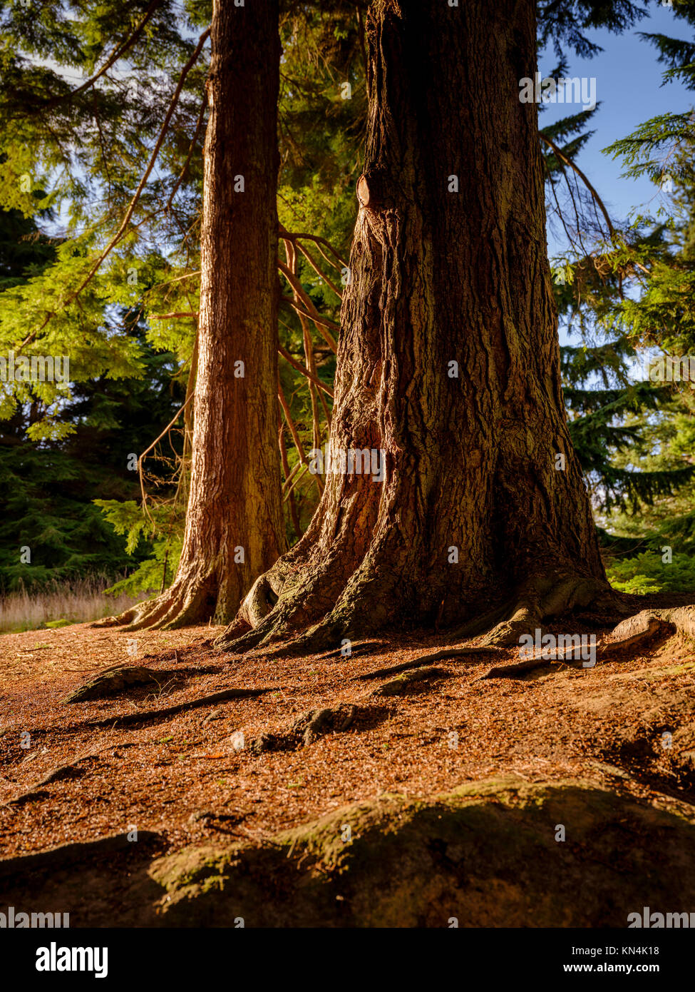 Bedgebury Pinetum near Flimwell, Kent Stock Photo - Alamy