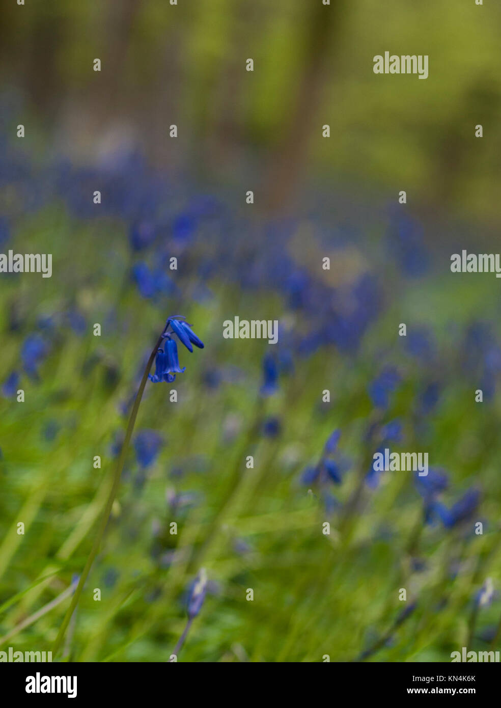 A bluebell in focus. field of bluebells in the background ...