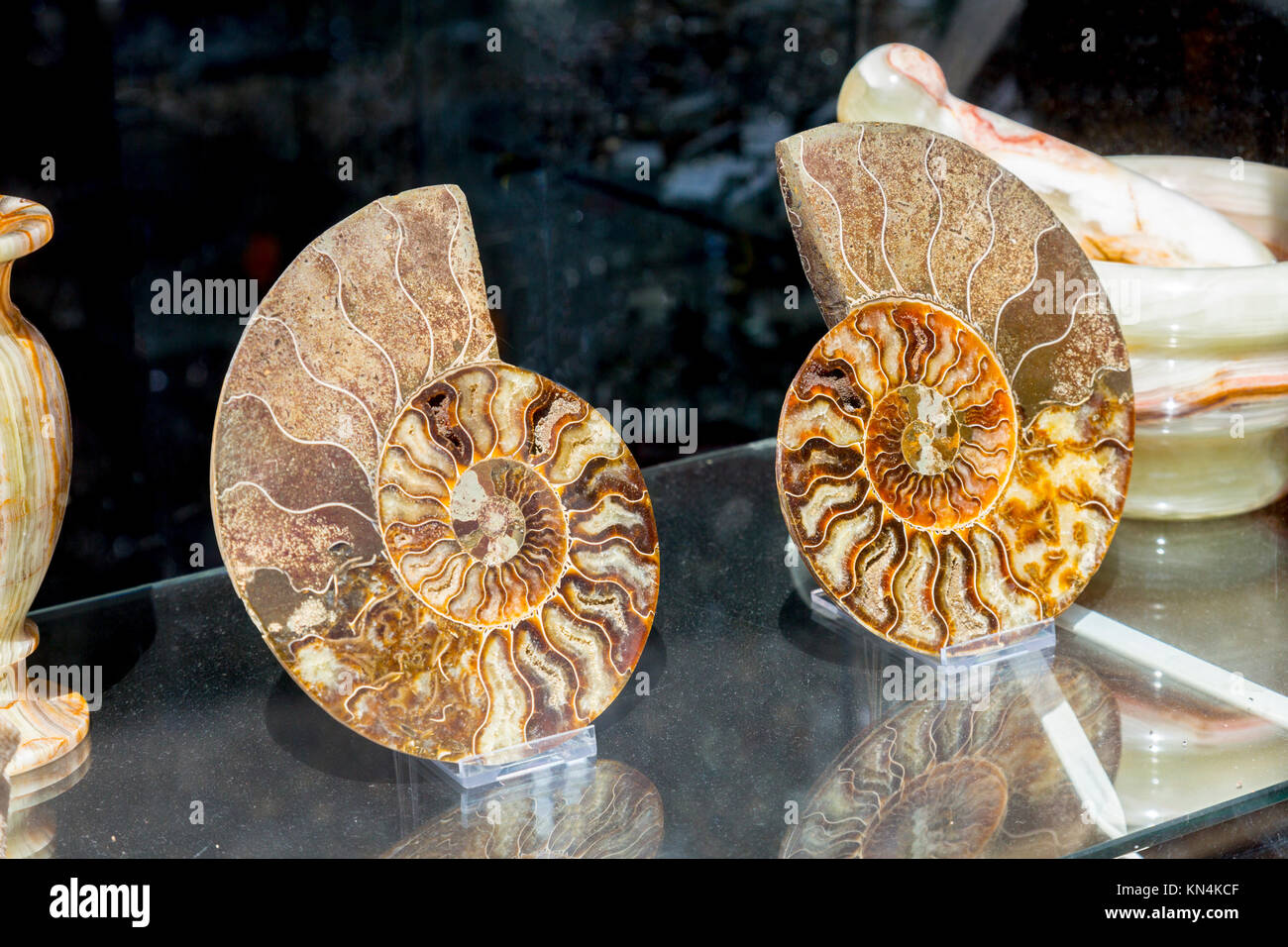 An ammonite fossil cut in half and polished in a shop window in Lyme ...