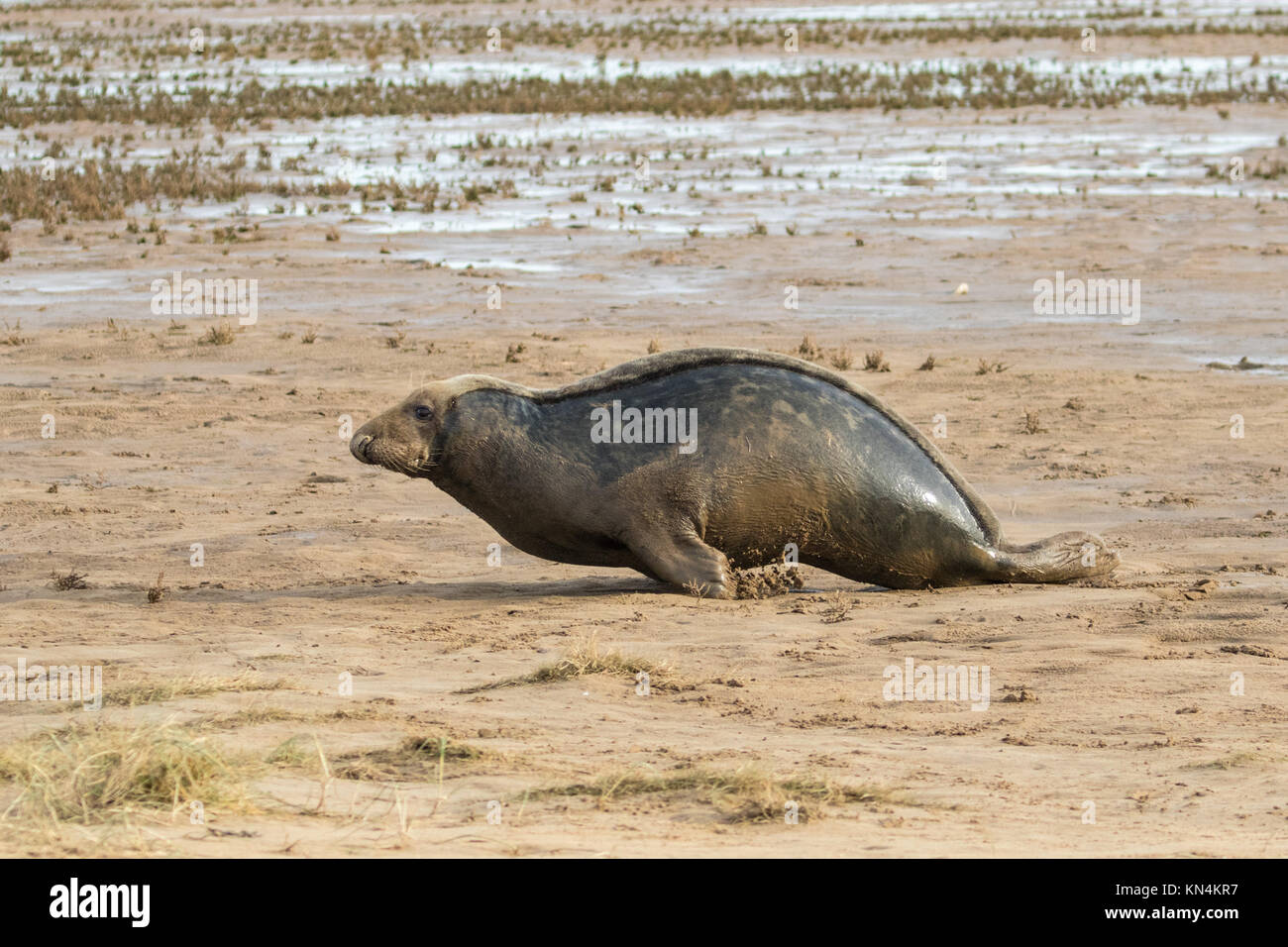 Master charge hi-res stock photography and images - Alamy