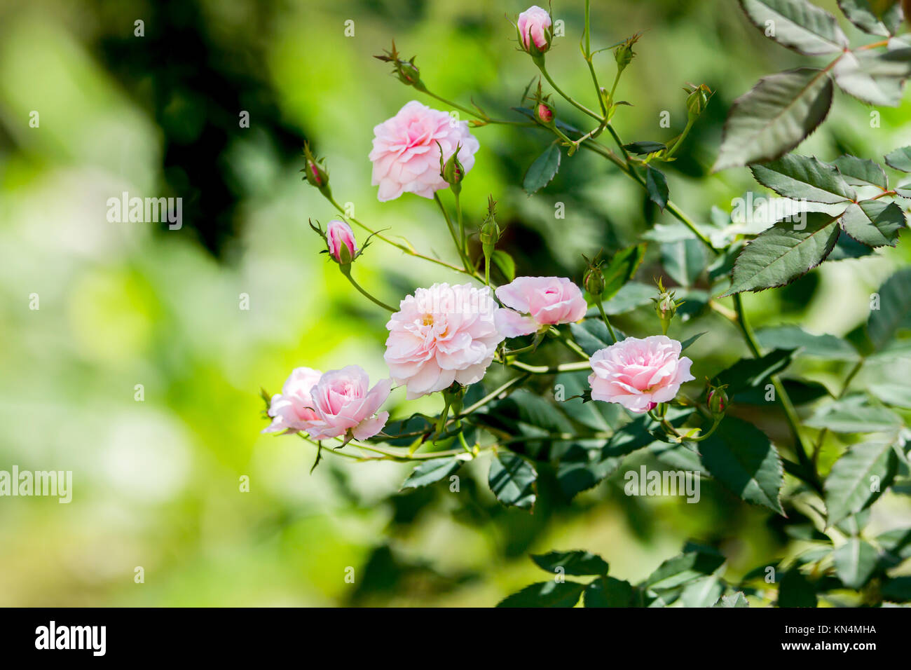 small pink roses on tree in Natural background Stock Photo - Alamy