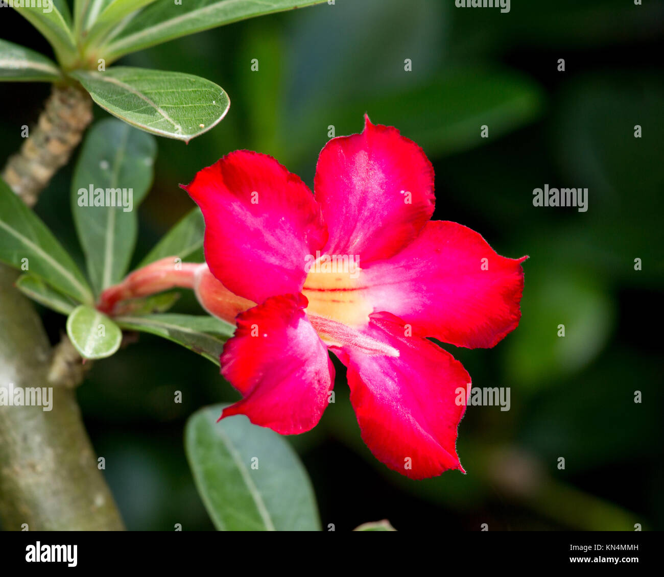 Floral , desert rose flower background Stock Photo - Alamy