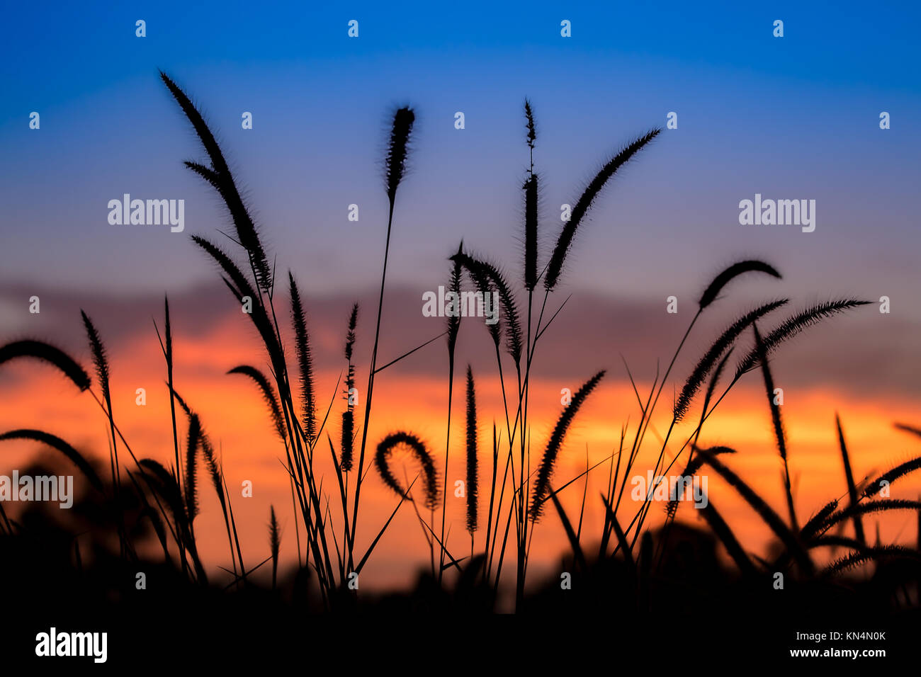 Grass flower and sun light in sunset Stock Photo - Alamy