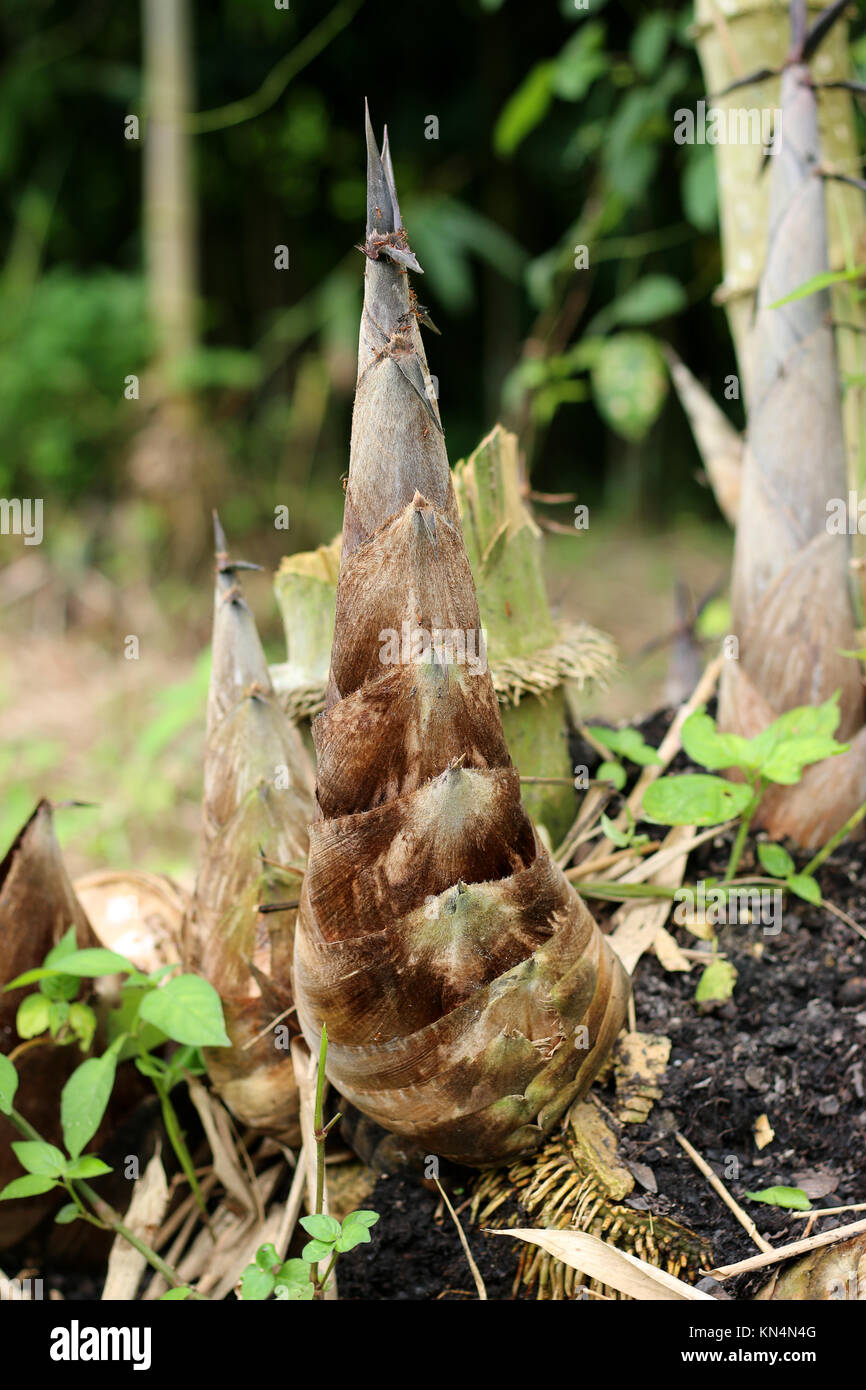 Bamboo shoot garden hi-res stock photography and images - Alamy