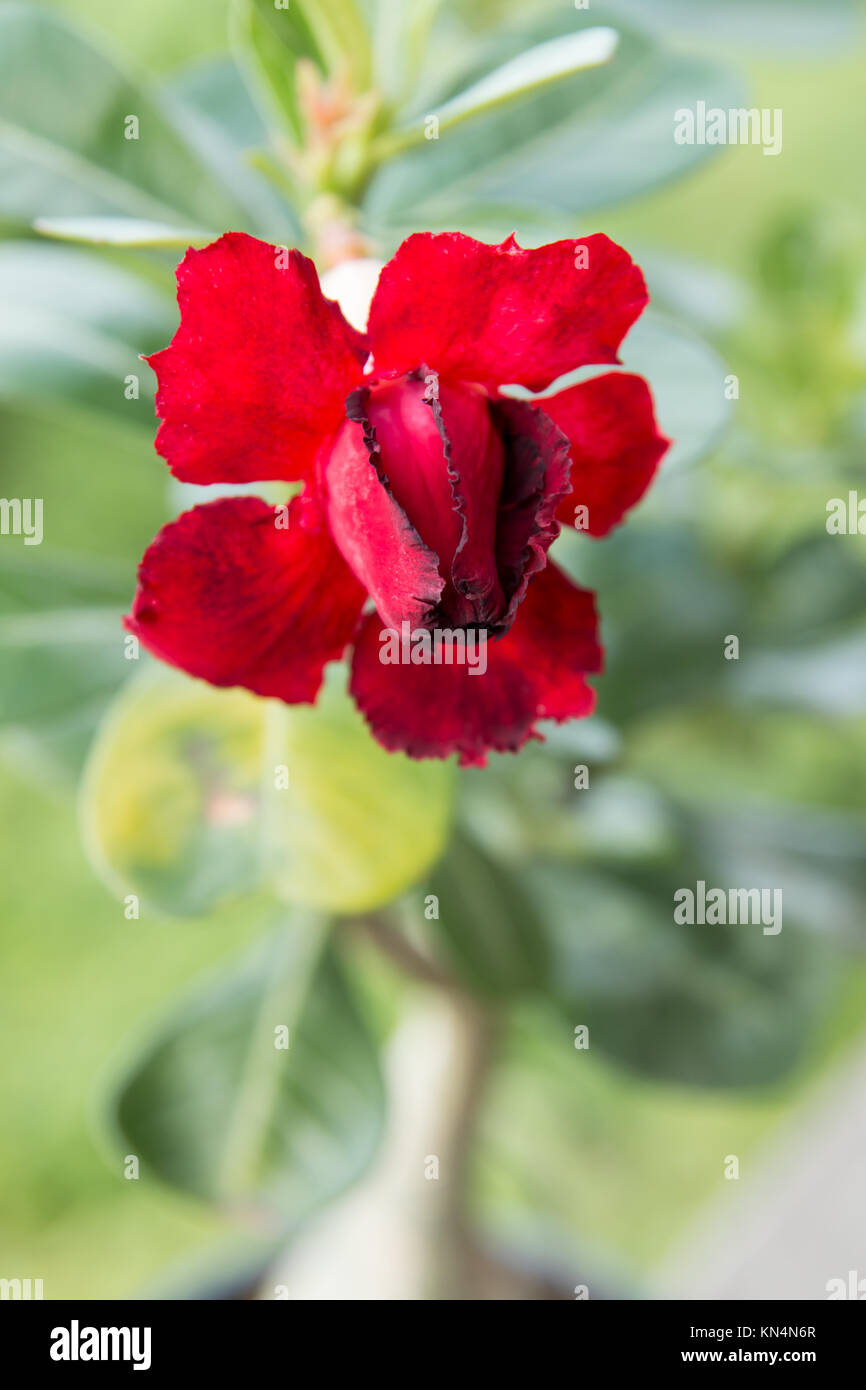 Floral , desert rose flower background Stock Photo - Alamy