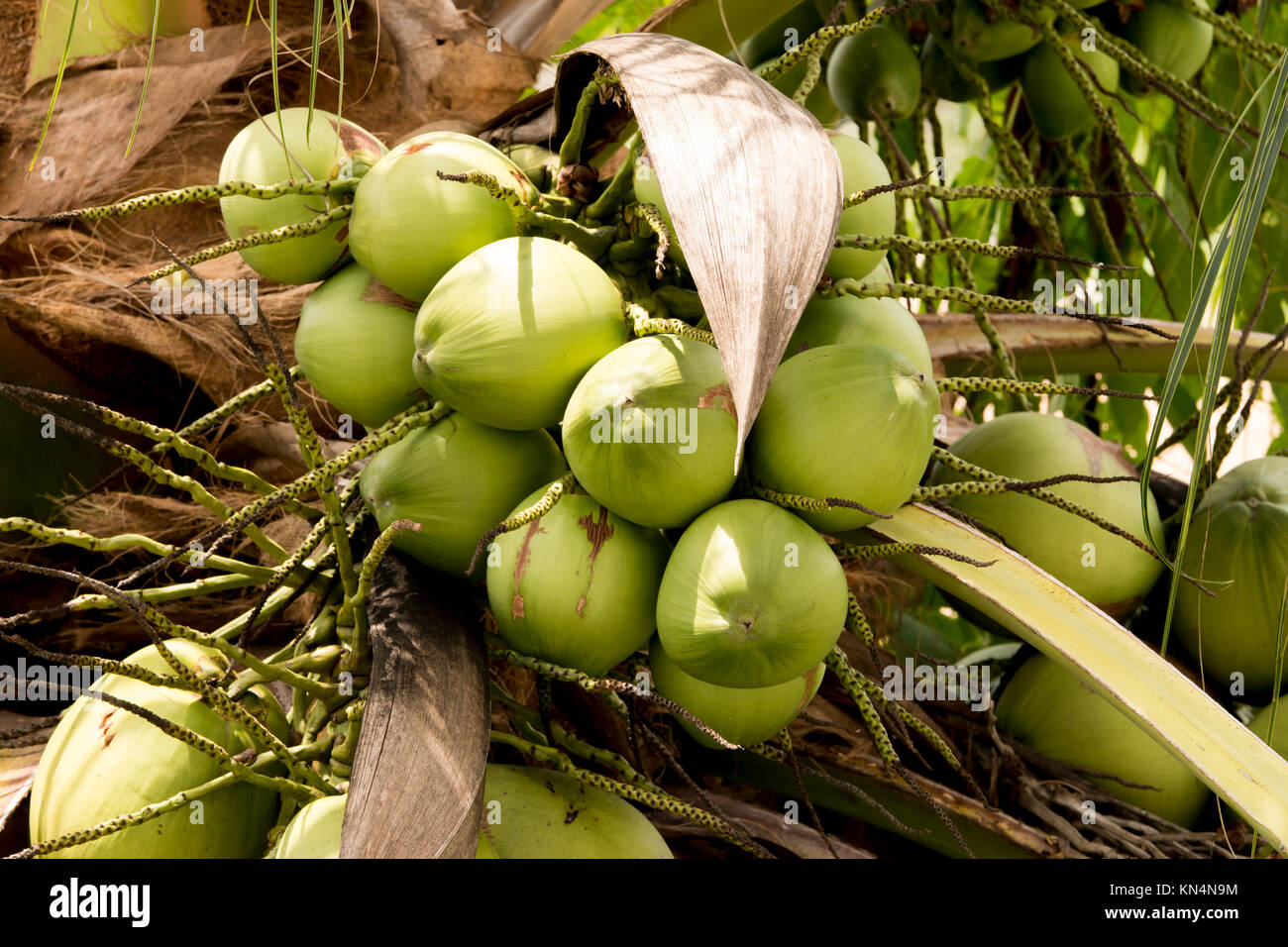 group of green coconut fruit on tree Stock Photo - Alamy
