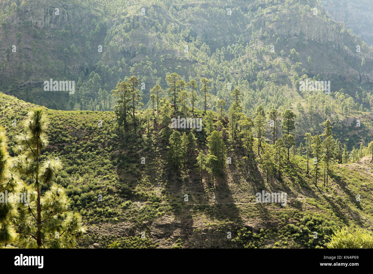 Group of pines hi-res stock photography and images - Alamy