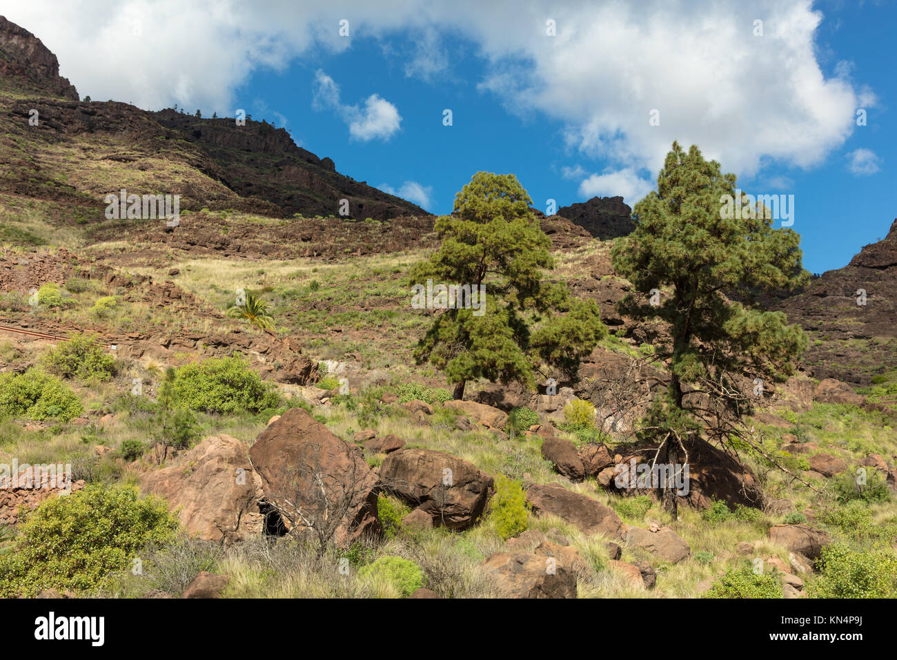 Pine tree in mountain nature landscape in Gran Canaria Stock Photo - Alamy