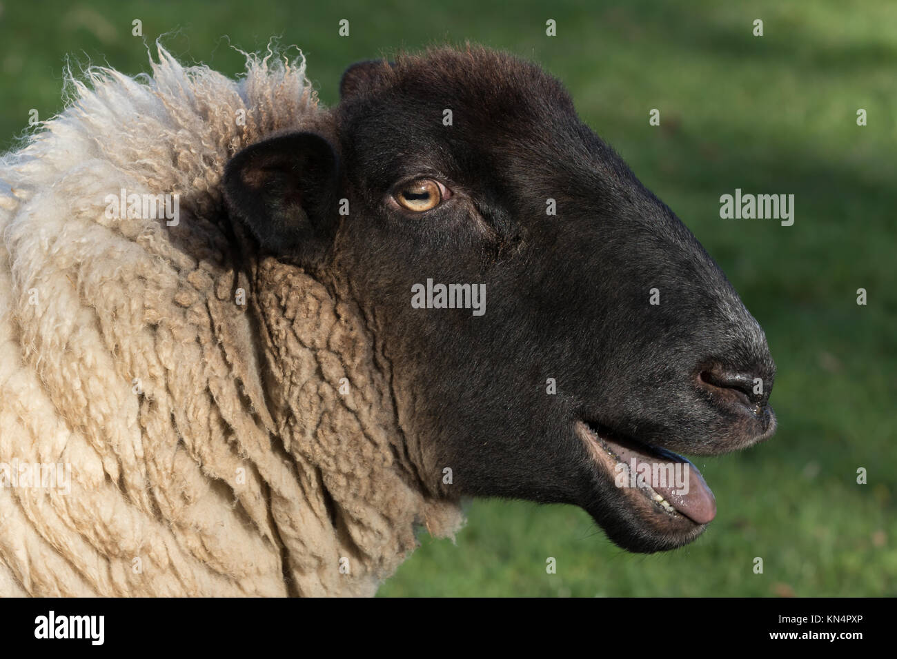 Laughing Sheep Laughing Ewe Hi Res Stock Photography And Images