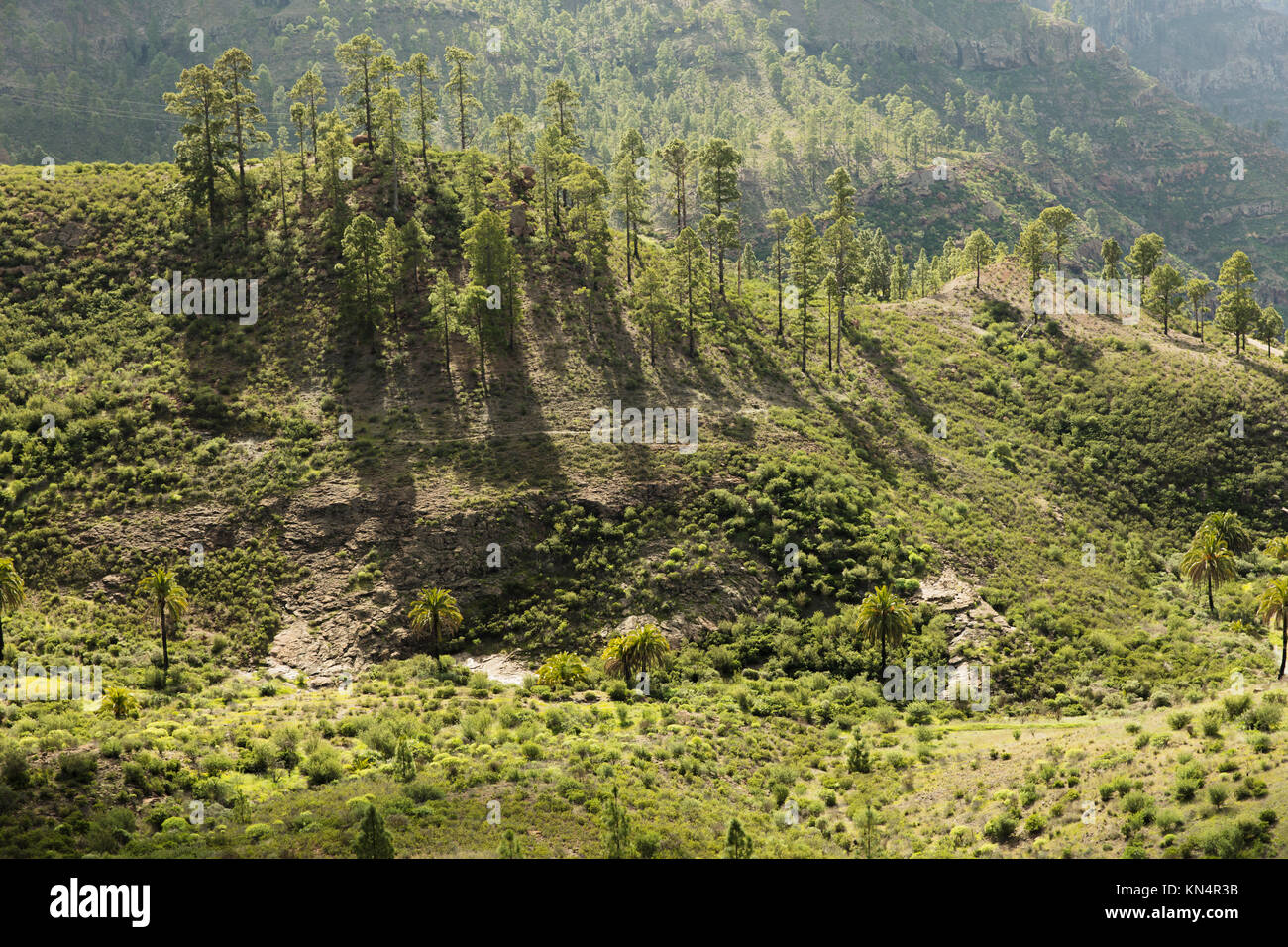 Group of young pine trees in the nature in Gran Canaria Stock Photo - Alamy