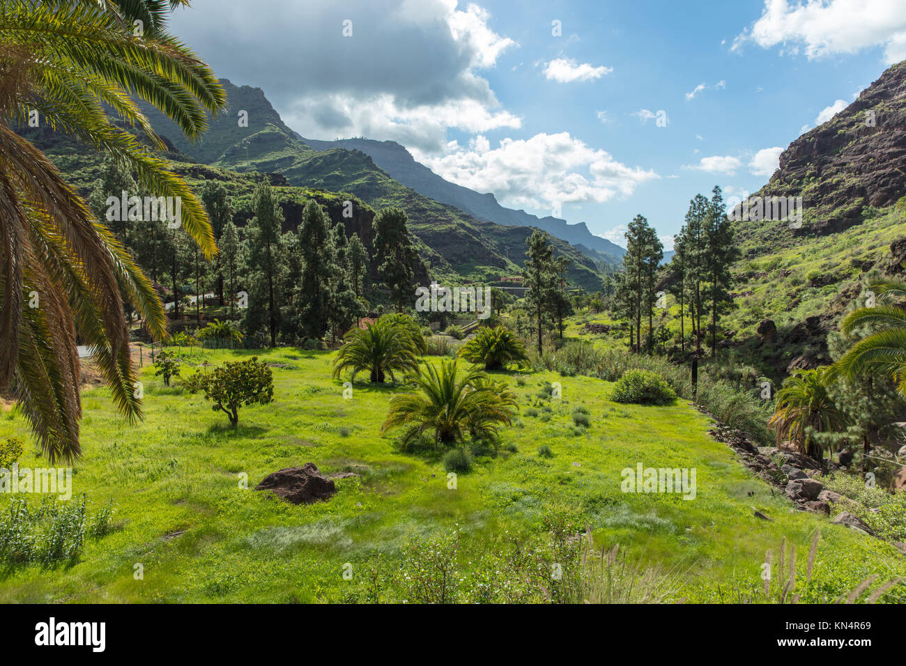 Lush plain in the valley with many trees on Gran Canaria Stock Photo ...