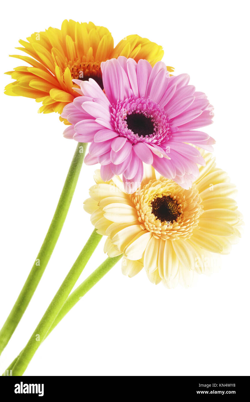 Composition with three gerberas isolated on white background Stock ...