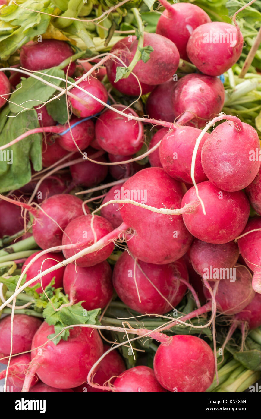 Fresh bunch of red radishes Stock Photo - Alamy