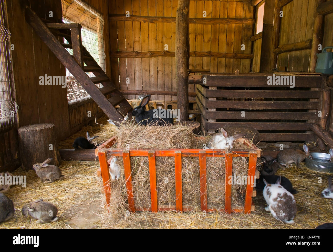 Rabbits in the aviary run around the hay and eat Stock Photo - Alamy