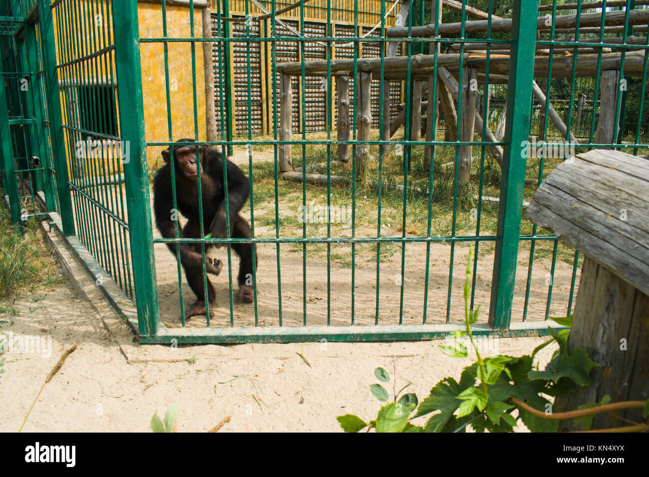 Chimps in a cage dances and pleases Stock Photo - Alamy