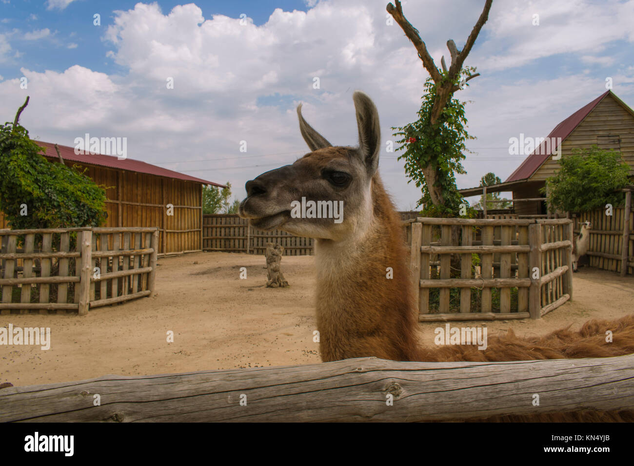 Beautiful funny brown lama hi-res stock photography and images - Alamy