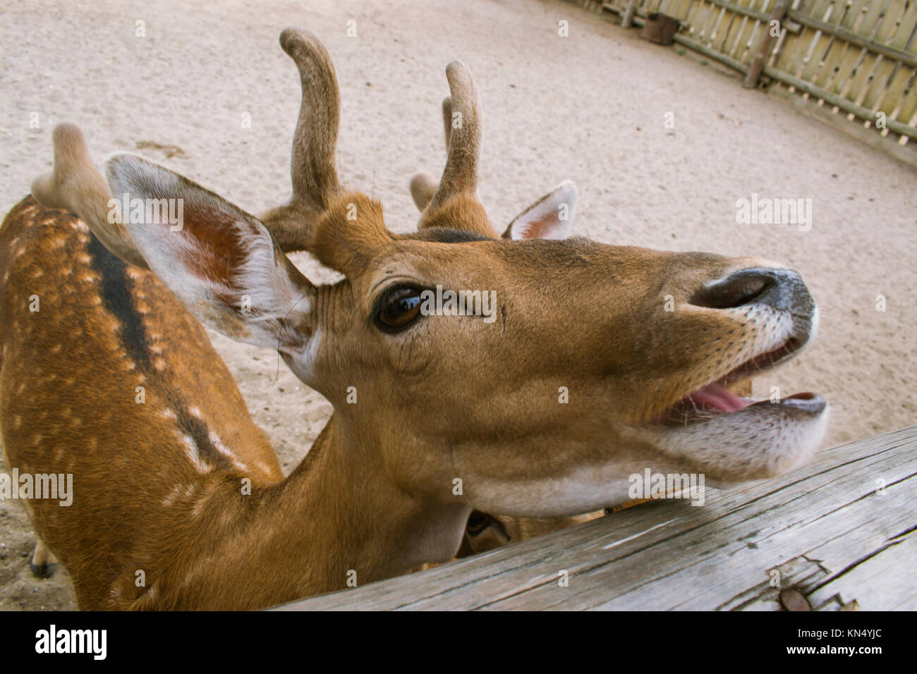 A deer twists and laughs at people Stock Photo - Alamy