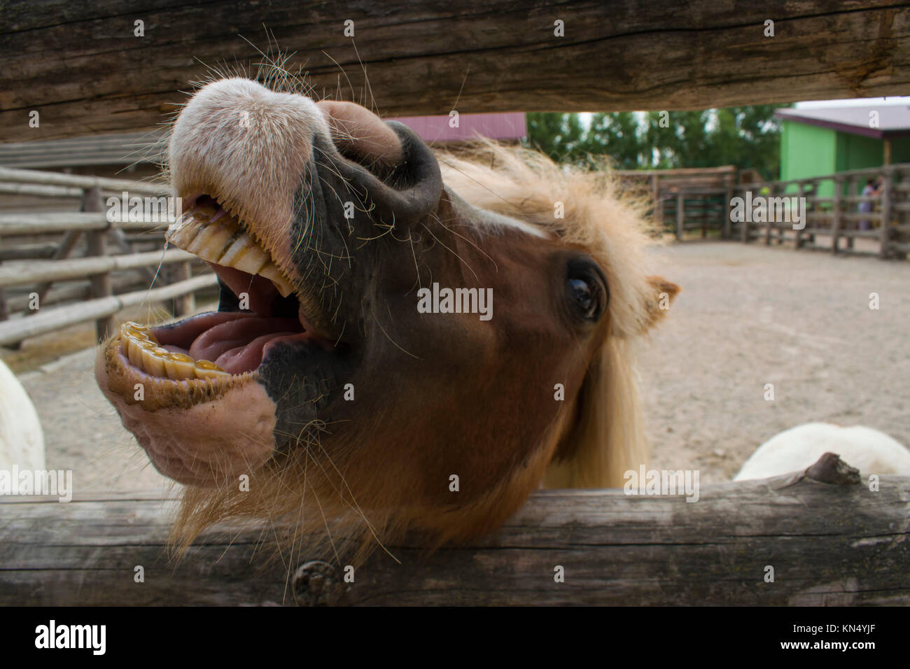 The pony shows his teeth and laughs Stock Photo - Alamy