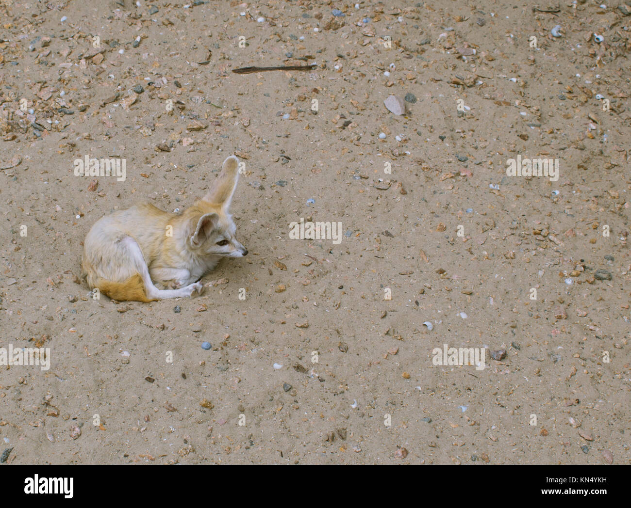 Fennec foxes (Vulpes zerda). Wildlife animal Stock Photo - Alamy