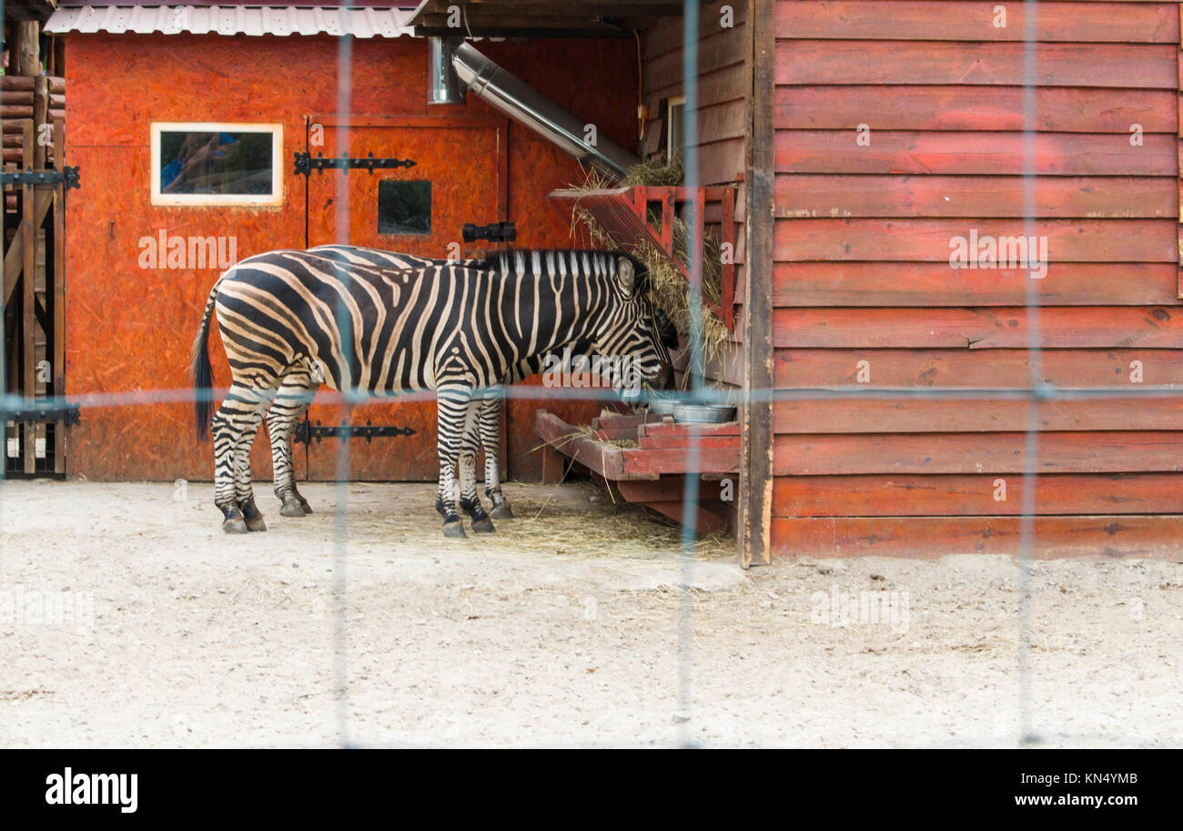 Zebra in the cage of the zoo eats Stock Photo - Alamy