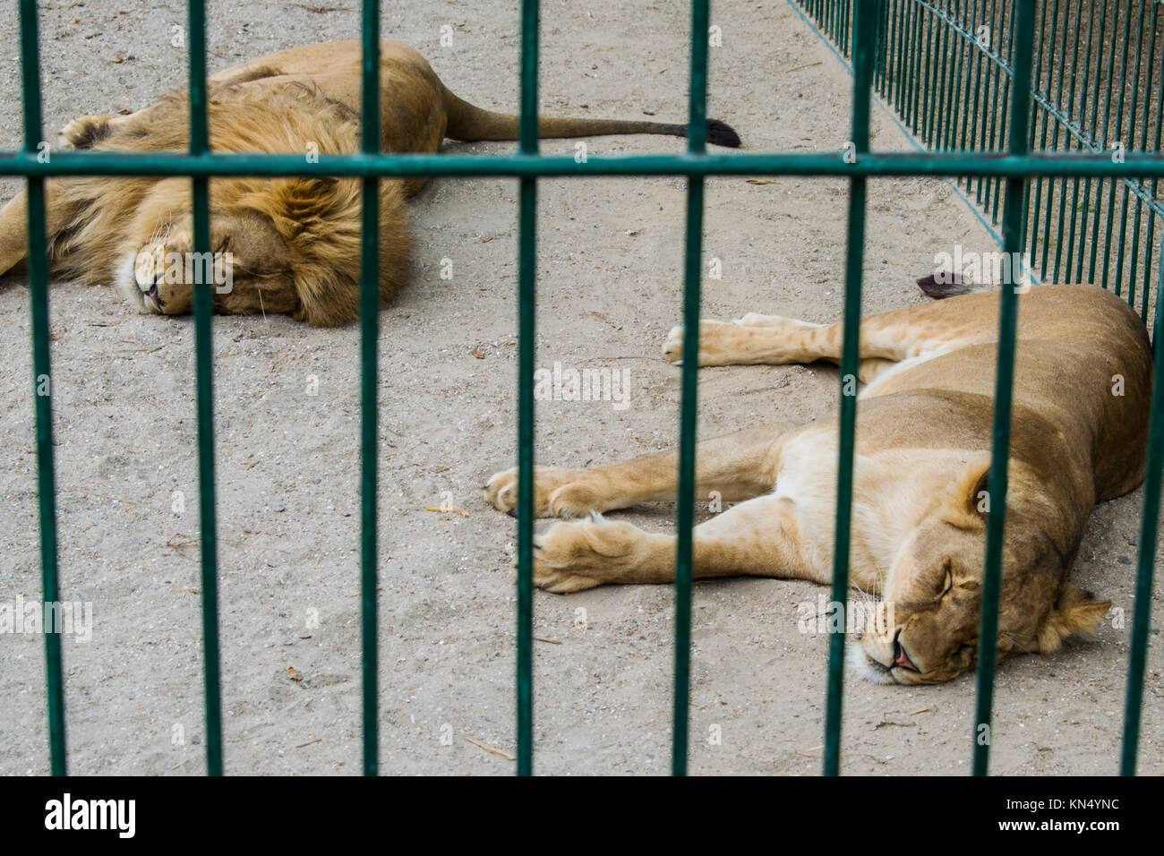 Taming a lion hi-res stock photography and images - Alamy