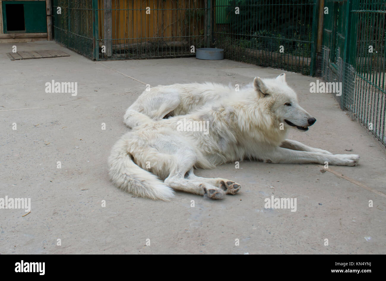 White wolf rests very important and strong Stock Photo - Alamy