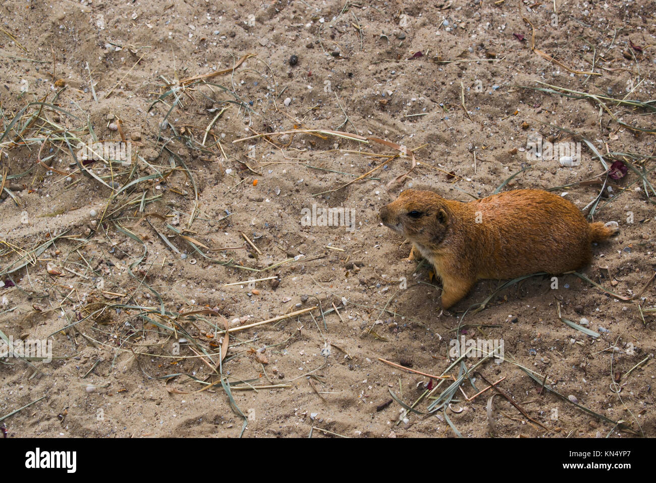Are Groundhogs Gophers And Prairie Dogs The Same Animal