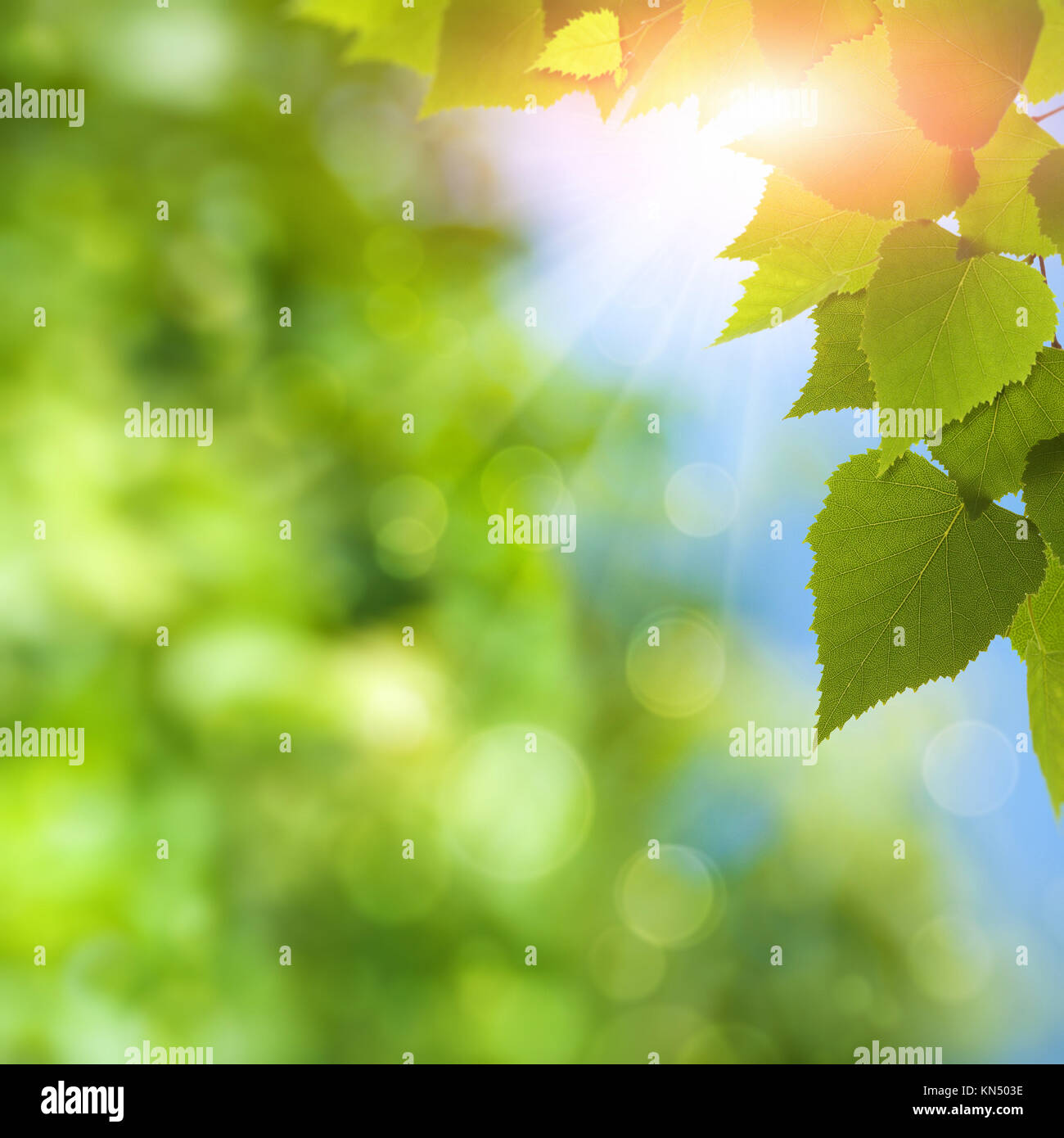 Beauty spring summer backgrounds birch hi-res stock photography and ...