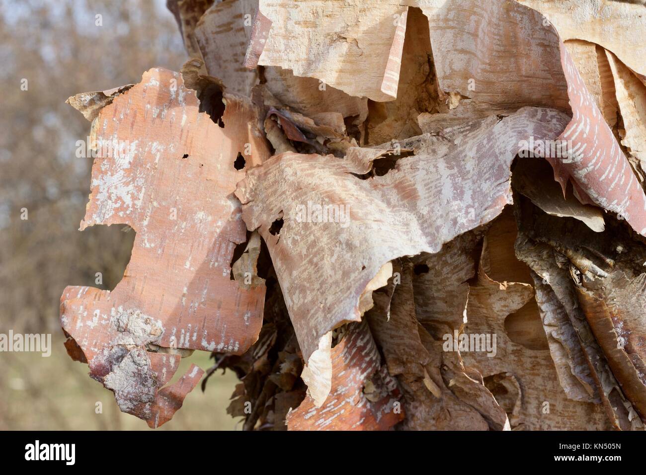 Close up view of beautiful peeled and torn river birch tree bark Stock ...