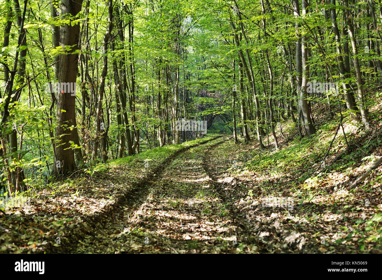 Muddy forest road hi-res stock photography and images - Alamy