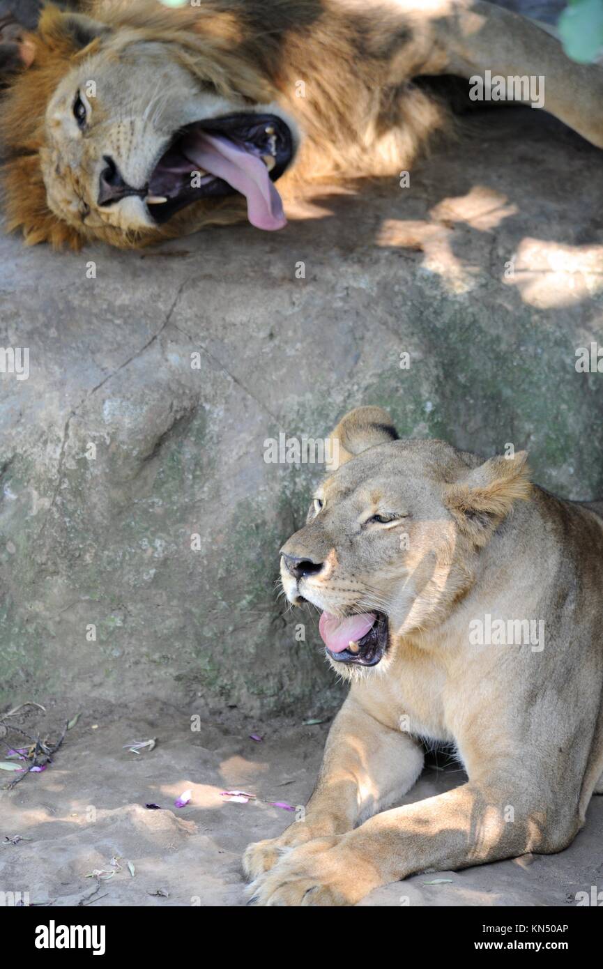 Lion hunt elephant hi-res stock photography and images - Alamy