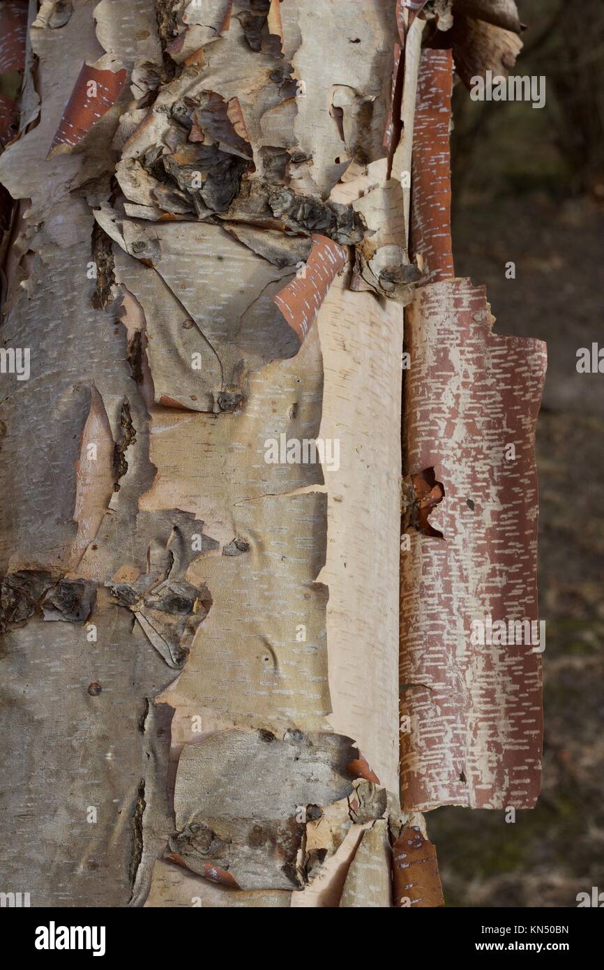 Close up view of beautiful peeled and torn river birch tree bark Stock ...