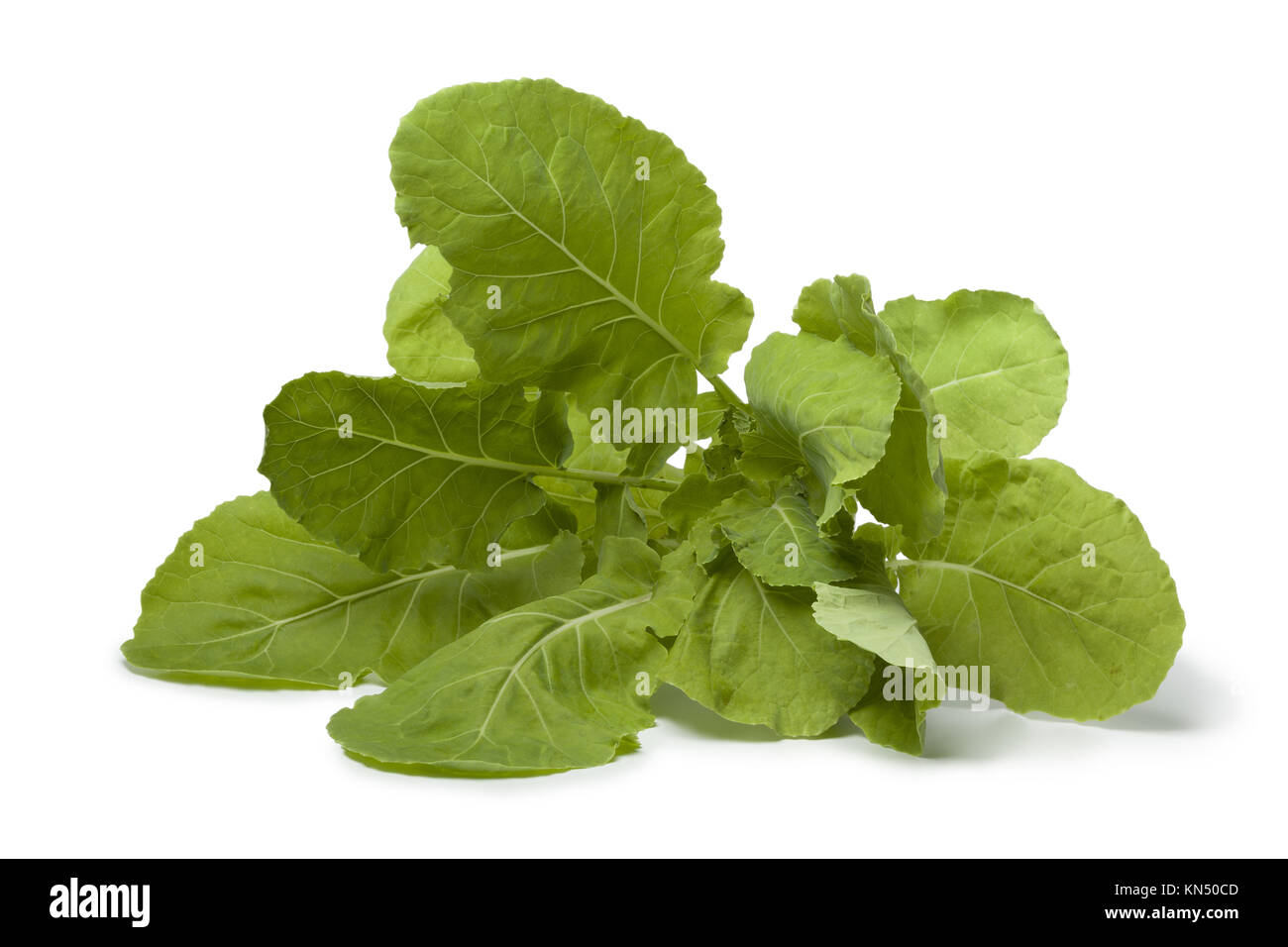 Spring greens hi-res stock photography and images - Alamy