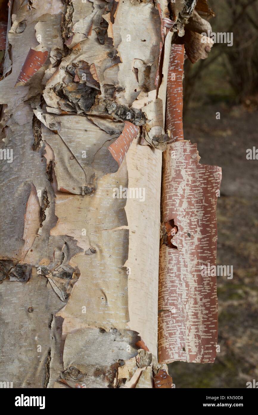 Close up view of beautiful peeled and torn river birch tree bark Stock ...