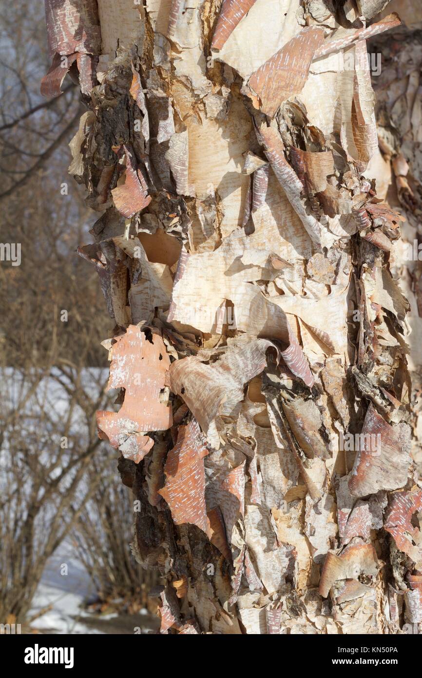 Close up view of beautiful peeled and torn river birch tree bark Stock ...