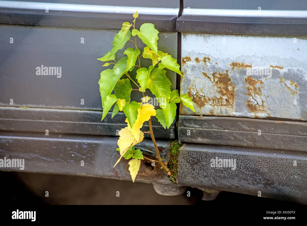 Tree growing out old car hi-res stock photography and images - Alamy