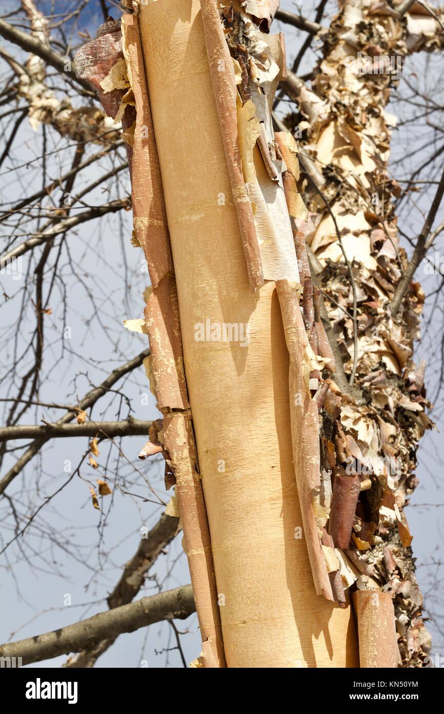 Close up view of beautiful peeled and torn river birch tree bark Stock ...
