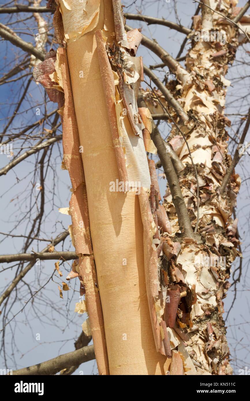 Heritage river birch hi-res stock photography and images - Alamy