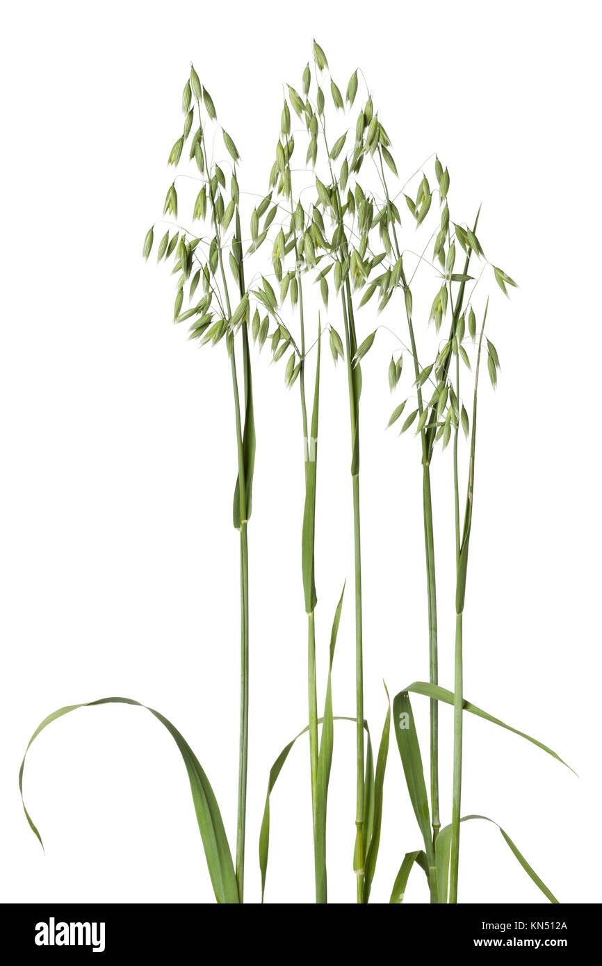Oat Plant
