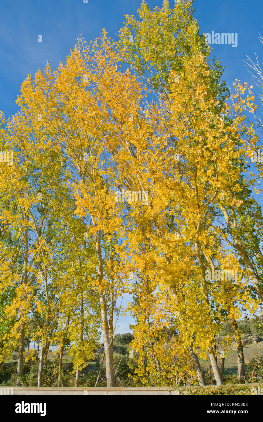 Yellow poplar tree hi-res stock photography and images - Alamy