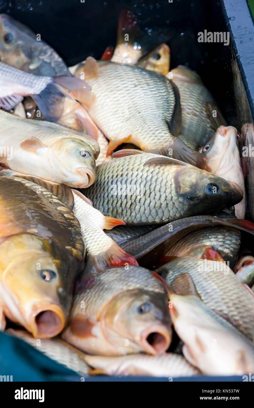 Fish harvesting fish hi-res stock photography and images - Alamy