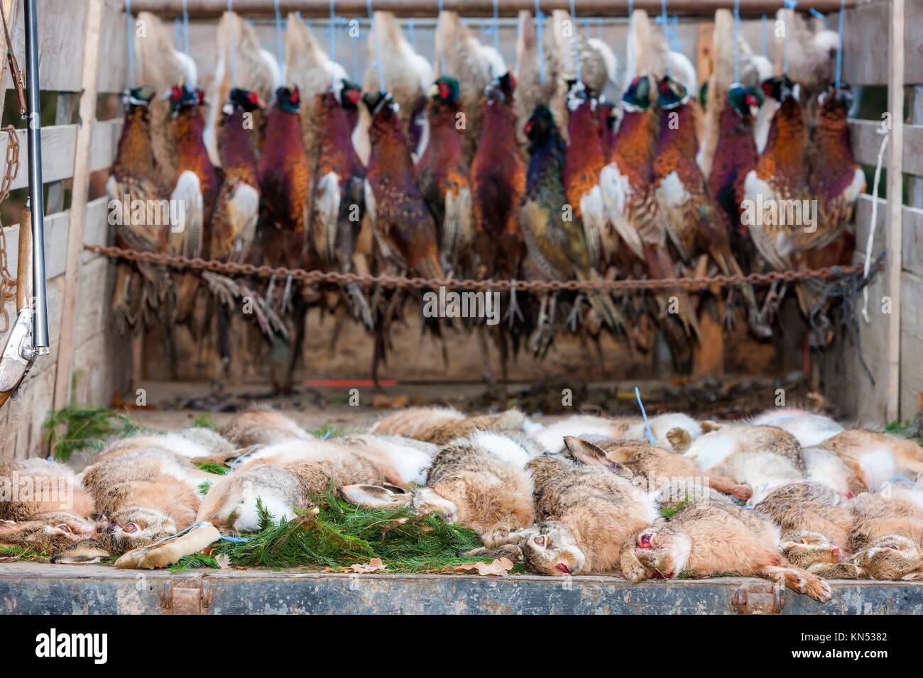 Abundance of wild animals hi-res stock photography and images - Alamy