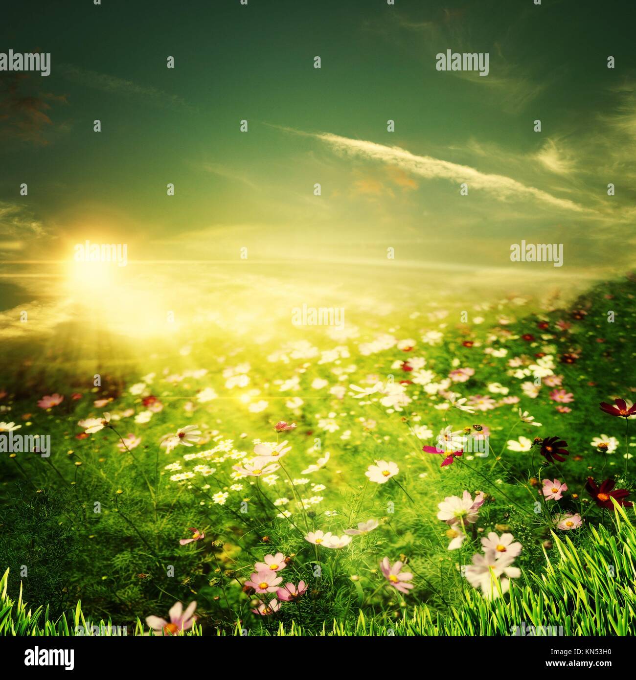 Summer farm hi-res stock photography and images - Alamy