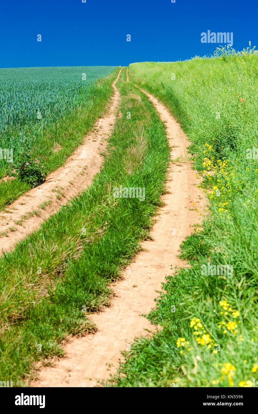 field with a path, Czech Republic Stock Photo - Alamy