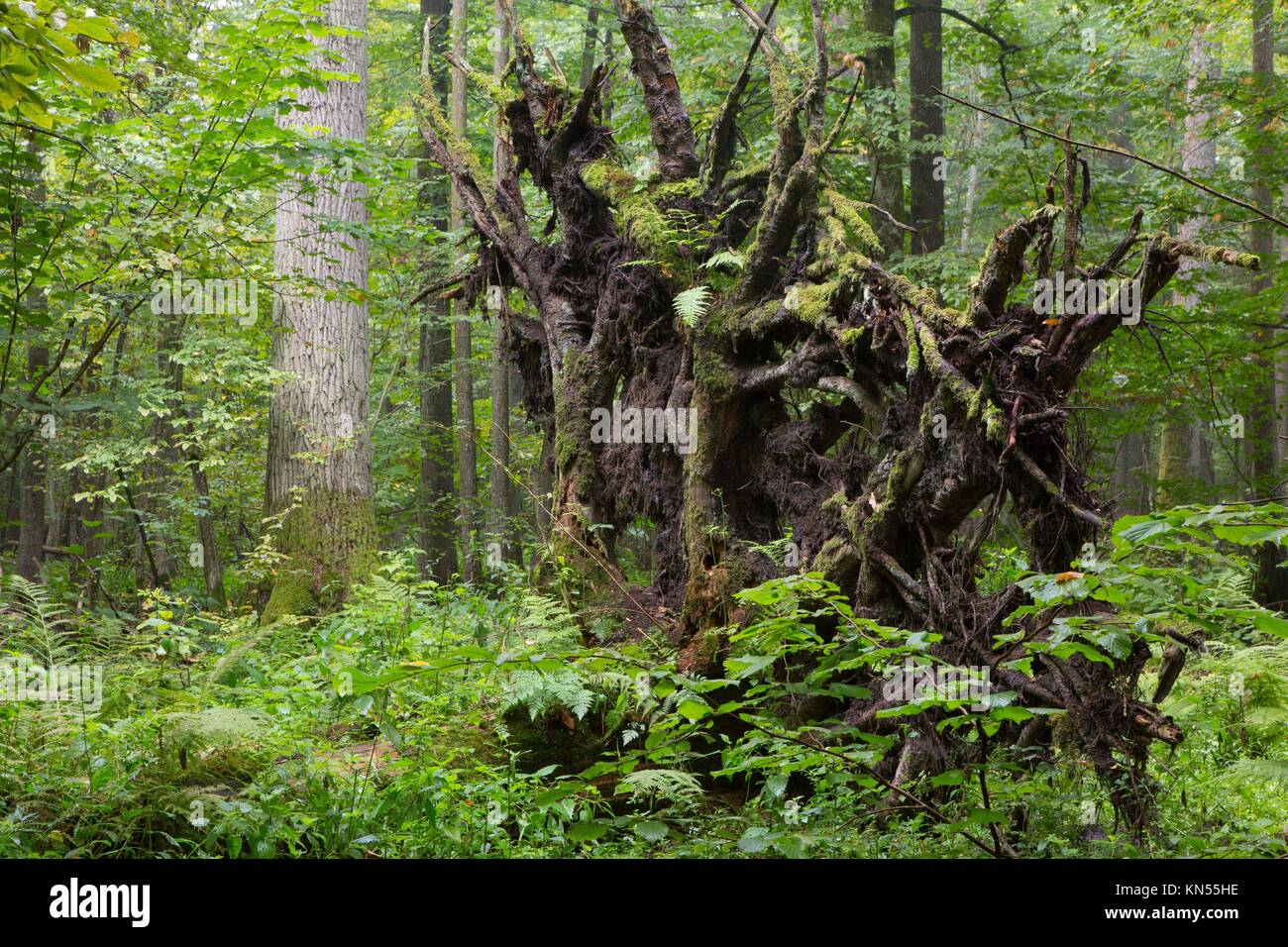 Wind broken old spruce tree broken lying inside natural deciduous stand ...