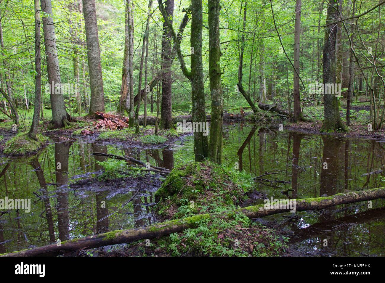 Alder Marsh Forest Stock Photos & Alder Marsh Forest Stock Images - Alamy