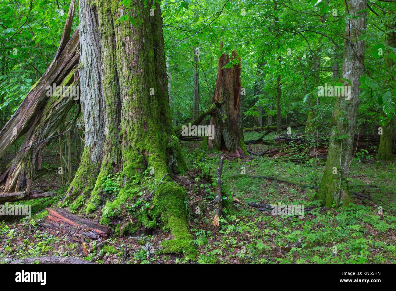 Broken Ecosystem High Resolution Stock Photography and Images - Alamy