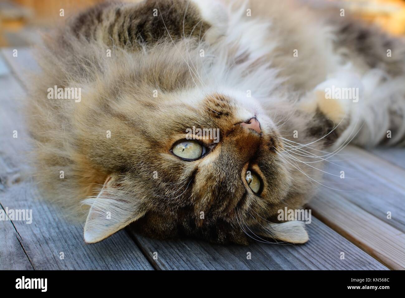 Fur furry cute cuddly hi-res stock photography and images - Alamy