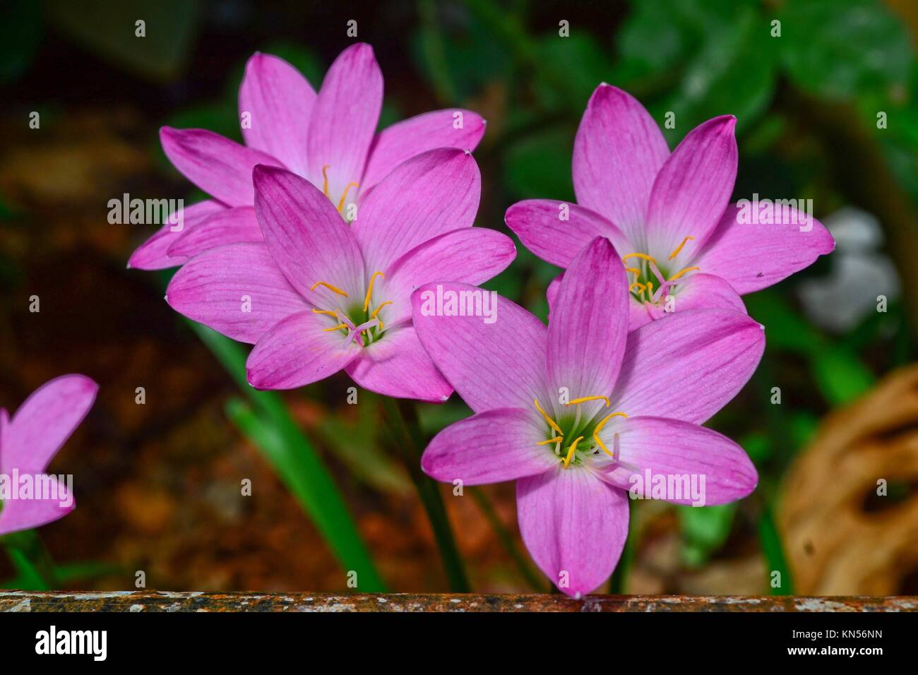 Zephyr lily hi-res stock photography and images - Alamy